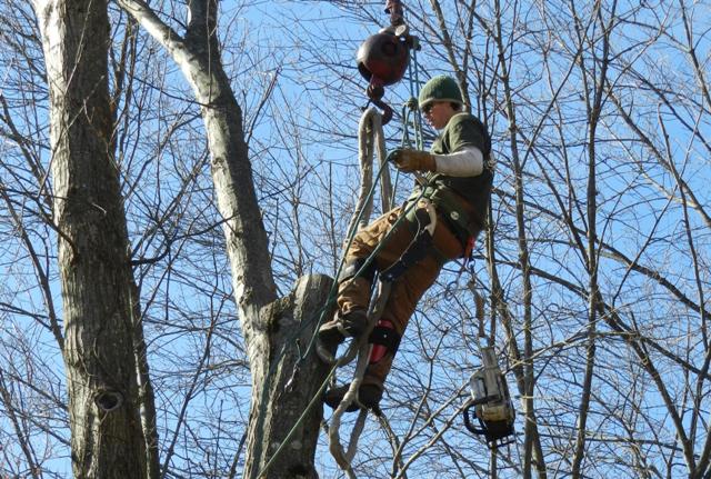 Tree Climbing Jobs | Tree Climber Employment | Woburn | Reading ...